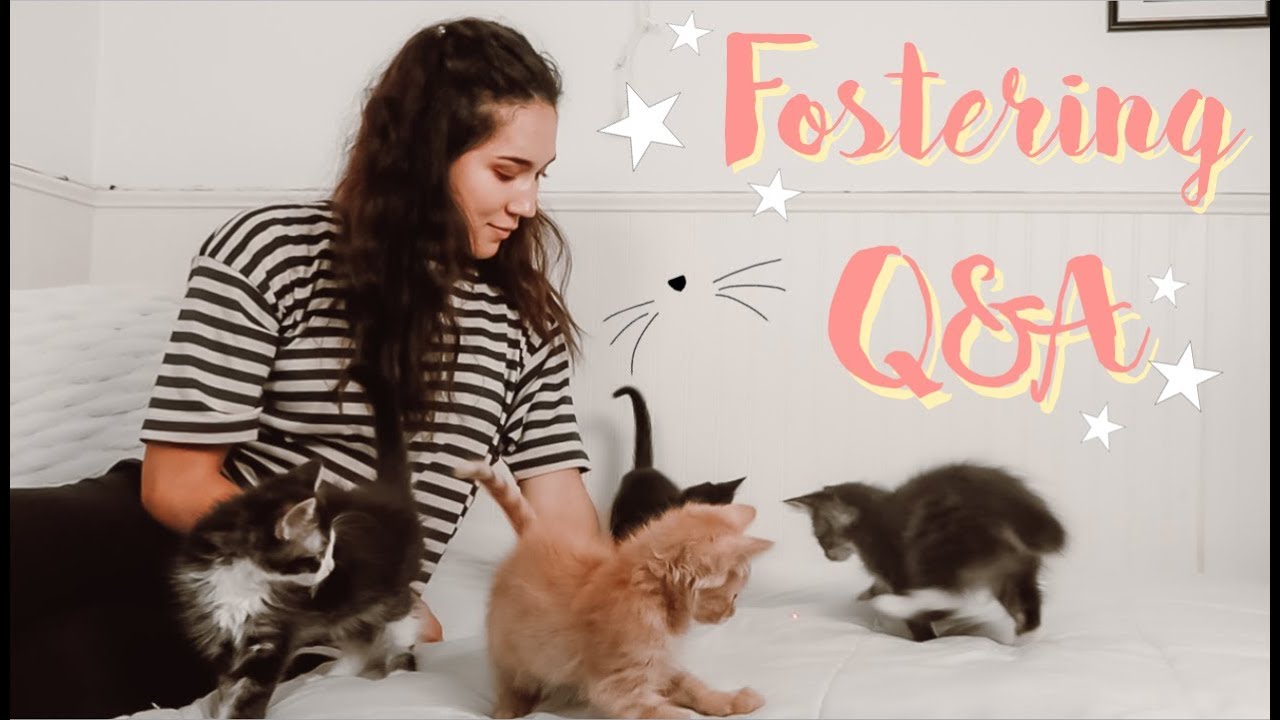 Foster Kitten Q&A + How to start fostering - YouTube
