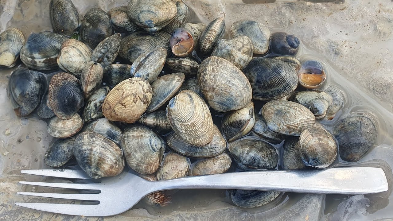 Ep. 2 (Part 2). Korean Clam- Catch and Cook - YouTube