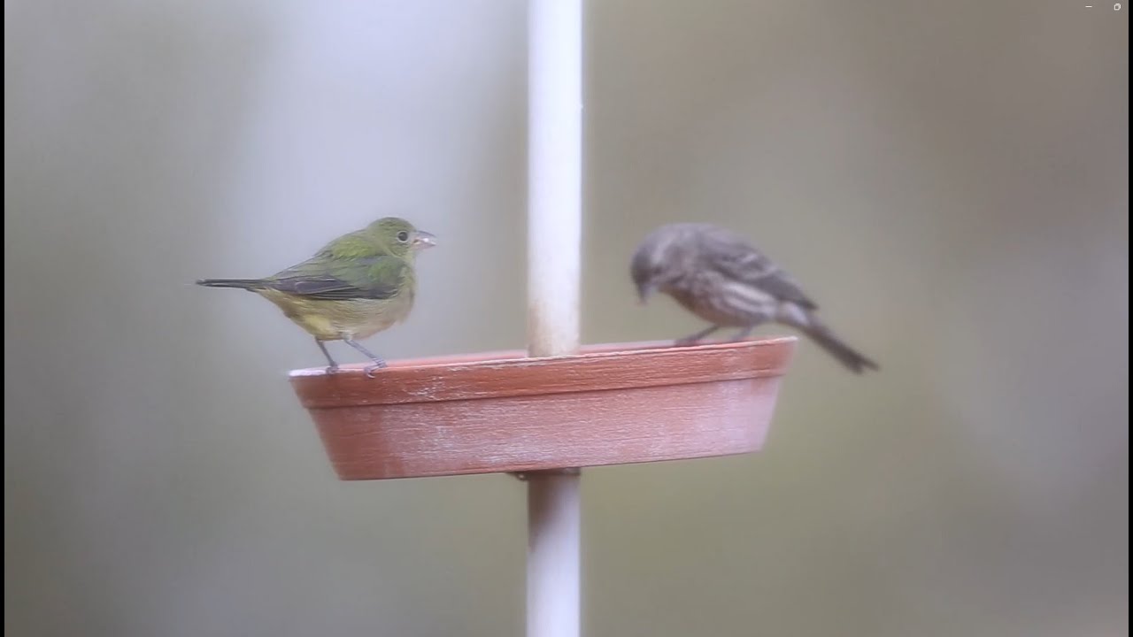 Rare Bird for the Hi Desert! Painted Bunting Female/Juvenile on Feeder🐤 ...