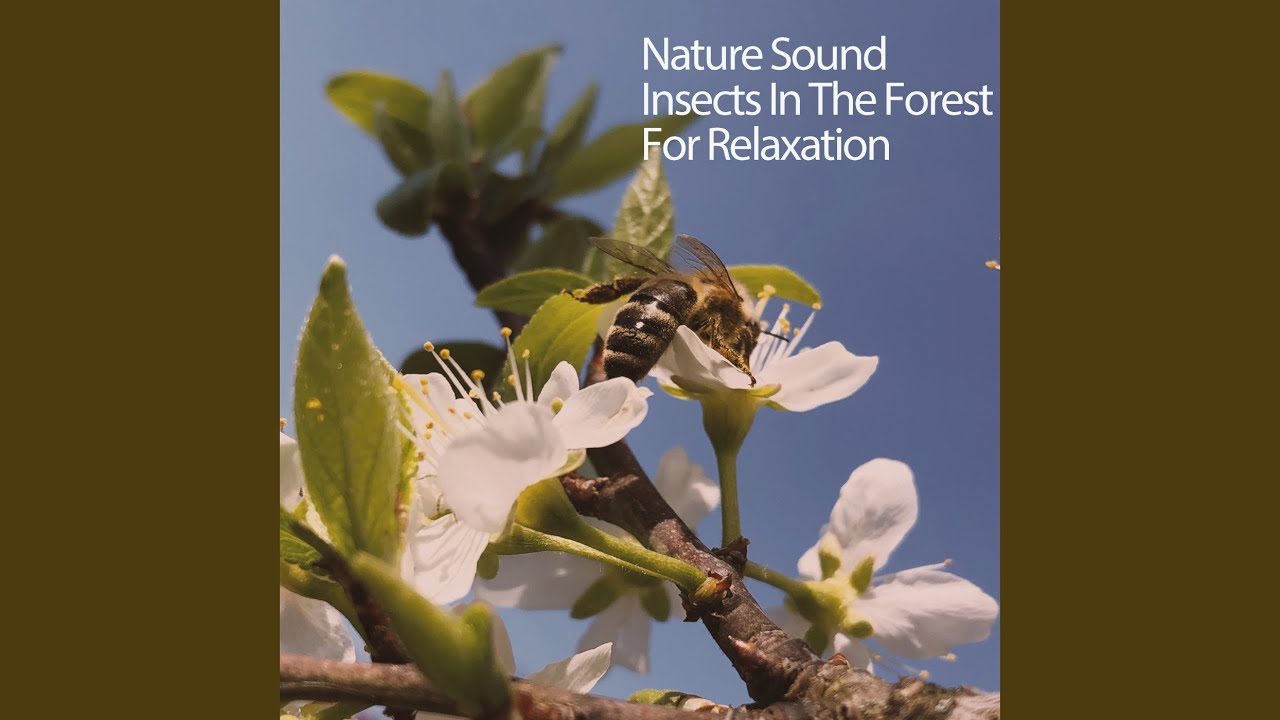 June Bug Sound - YouTube