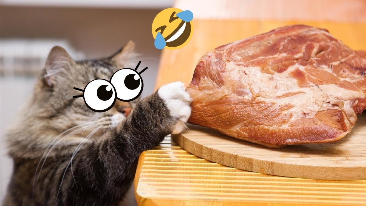 Hungry Funny Cats: Hilarious Reactions to the Food Machine Sound! - YouTube