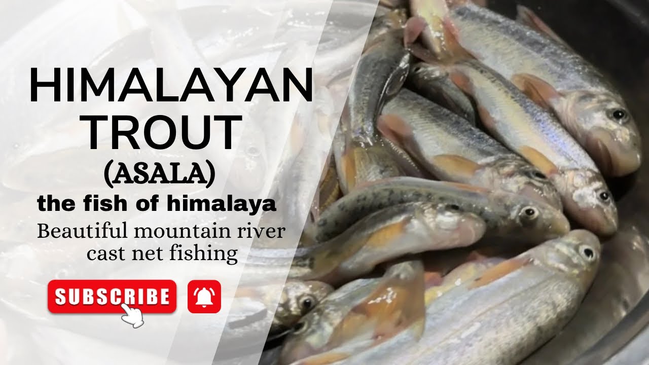 Himalayan trout(Asala) the fish of himalaya,cast net fishing @RupatRai ...