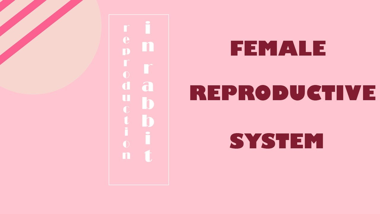 Female Reproductive System In Rabbit| Chapter: 14 Reproduction| Class ...