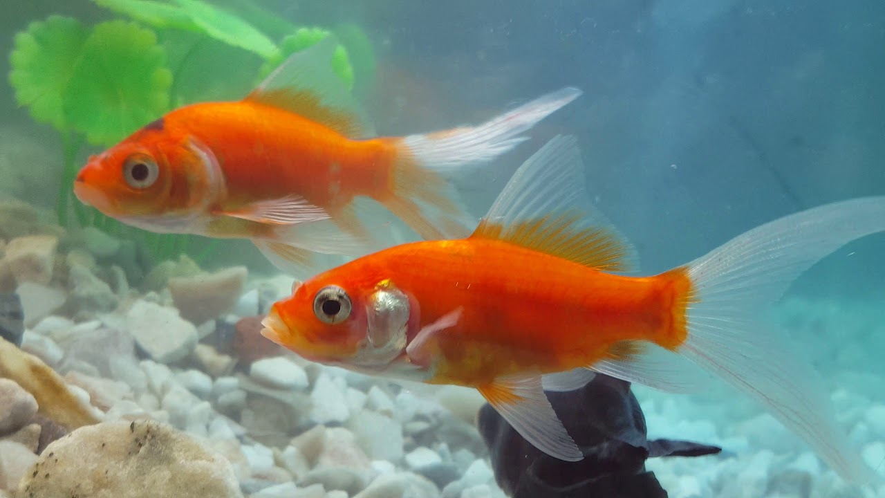 AQUQRIUM BLACK MOOR, GOLD FISH, GUPPY, ANGLE - YouTube