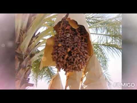 Hudeyfa  güzel medine