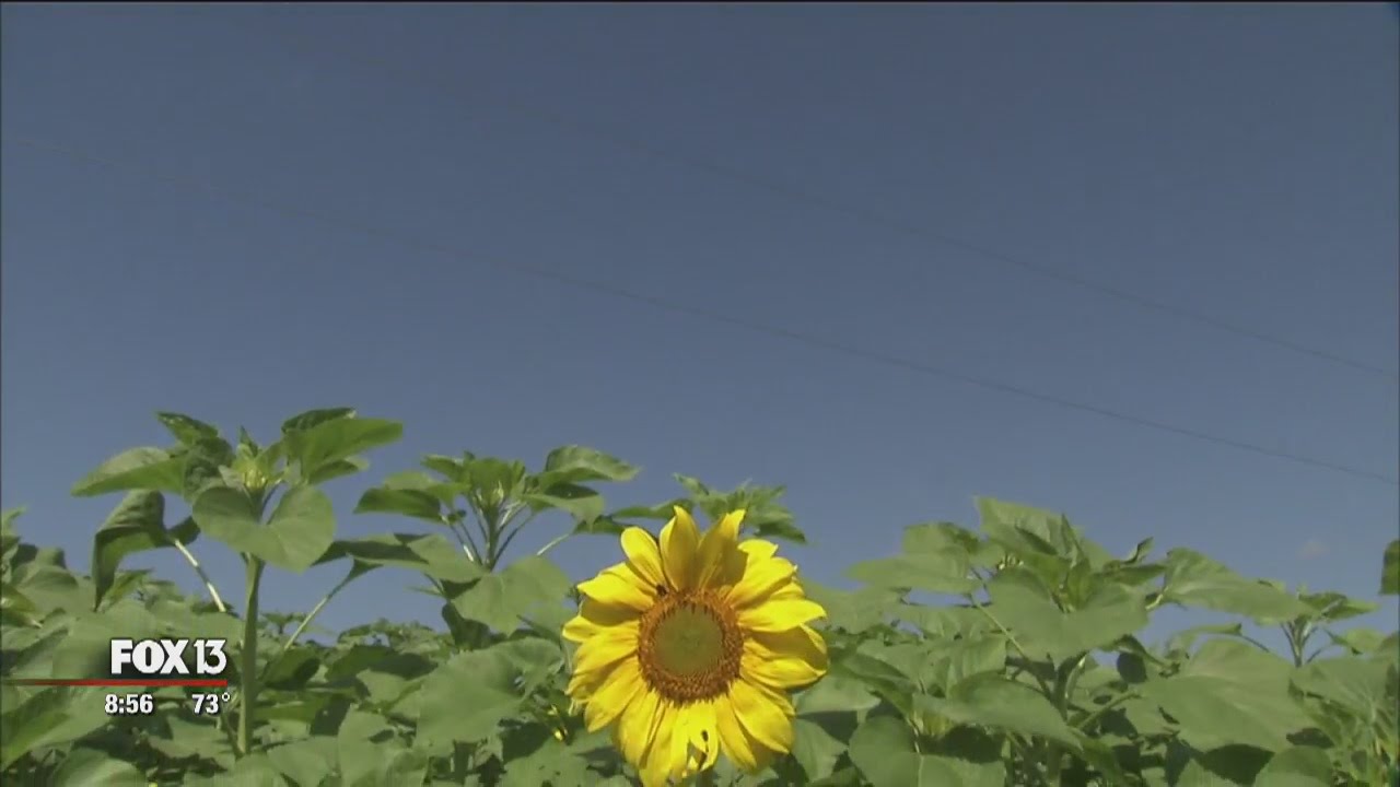Sweetfields Farm sunflower maze - YouTube