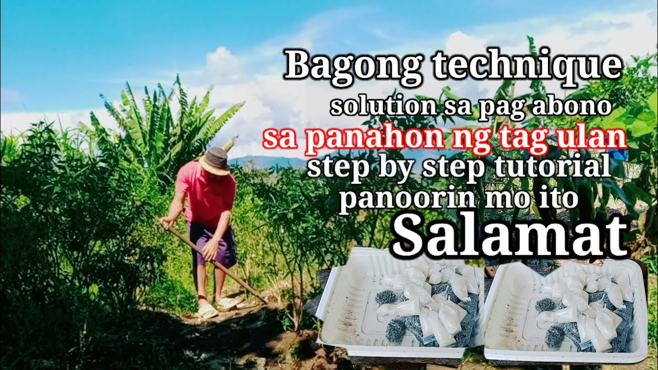 PROBLEM SOLVE SOLUTION sa pag ABONO DURING RAINY SEASON TECHNIQUE STEP ...