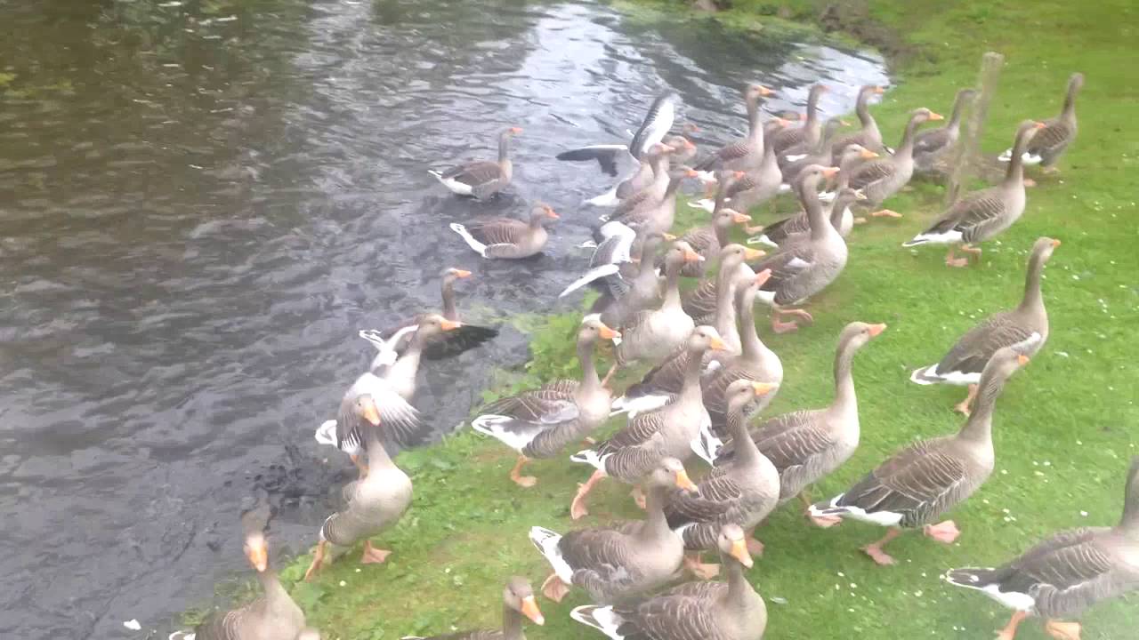 1 swan vs 40 geese, when swans attack! - YouTube