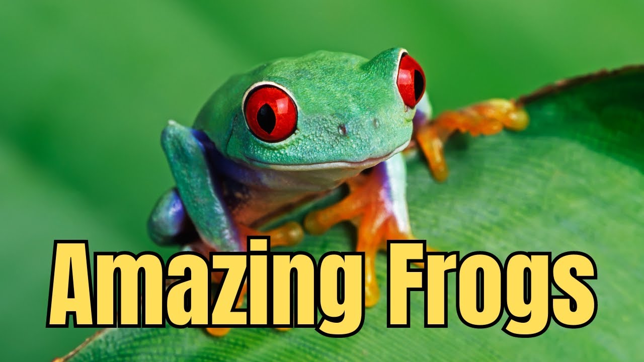 Amazing Frogs - YouTube