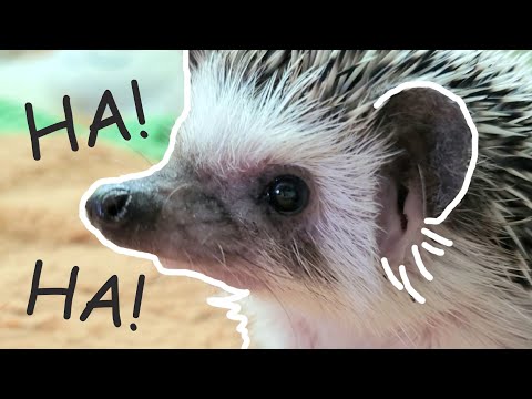 Uni the Hedgehog tells ANOTHER Joke