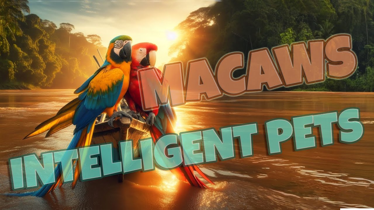 The Vibrant World of Macaws: A Colorful Journey into the Life of These Intelligent Birds - YouTube