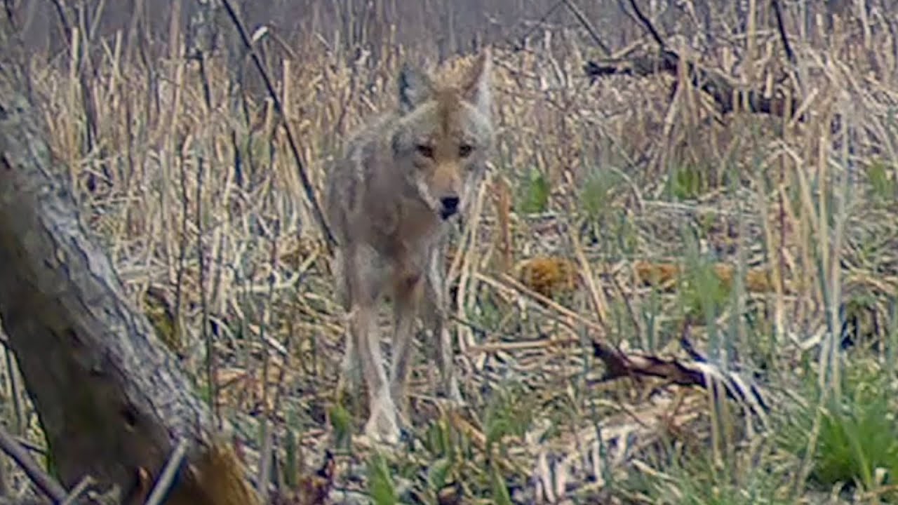 Coyote Survives With Broken Leg - YouTube