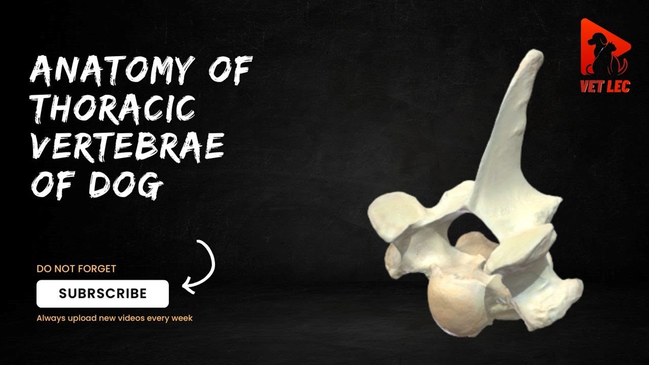 Thoracic vertebrae of dog | Anatomy of canine thoracic vertebrae ...