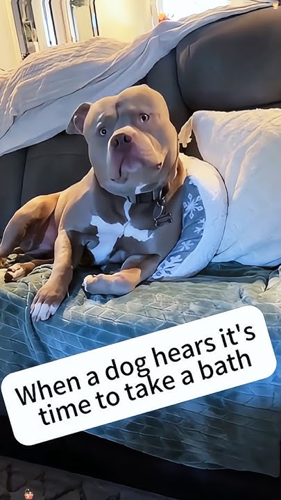 Dogs don’t want to take a bath #funny #petshub #mypet #funnyvideo #pets #animals #youtube - YouTube