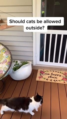 Screened Porch: A Perfect Day Spot for Happy Cats #catlover #gardencat ...