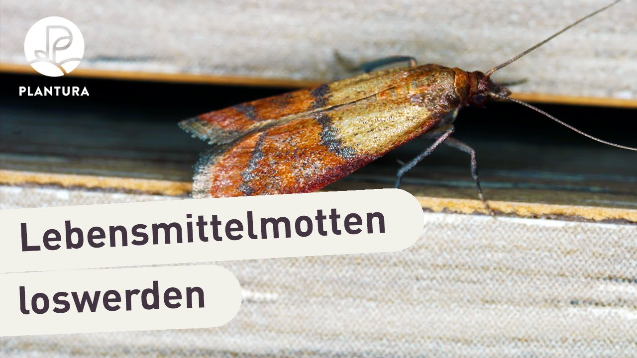 Lebensmittelmotten: Experten-Tipps zur Bekämpfung - YouTube