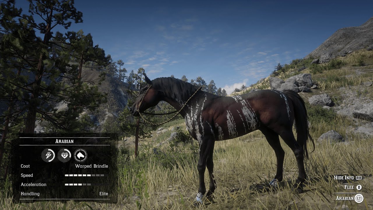 Warped Brindle ARABIAN HORSE - YouTube