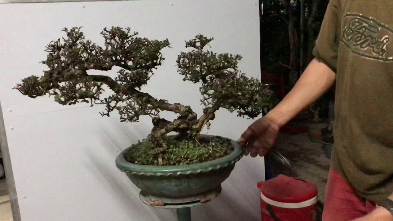 S80. Sam trái, sam bông, sam ngọc, linh sam sông hinh, linh sam 86, sam ...