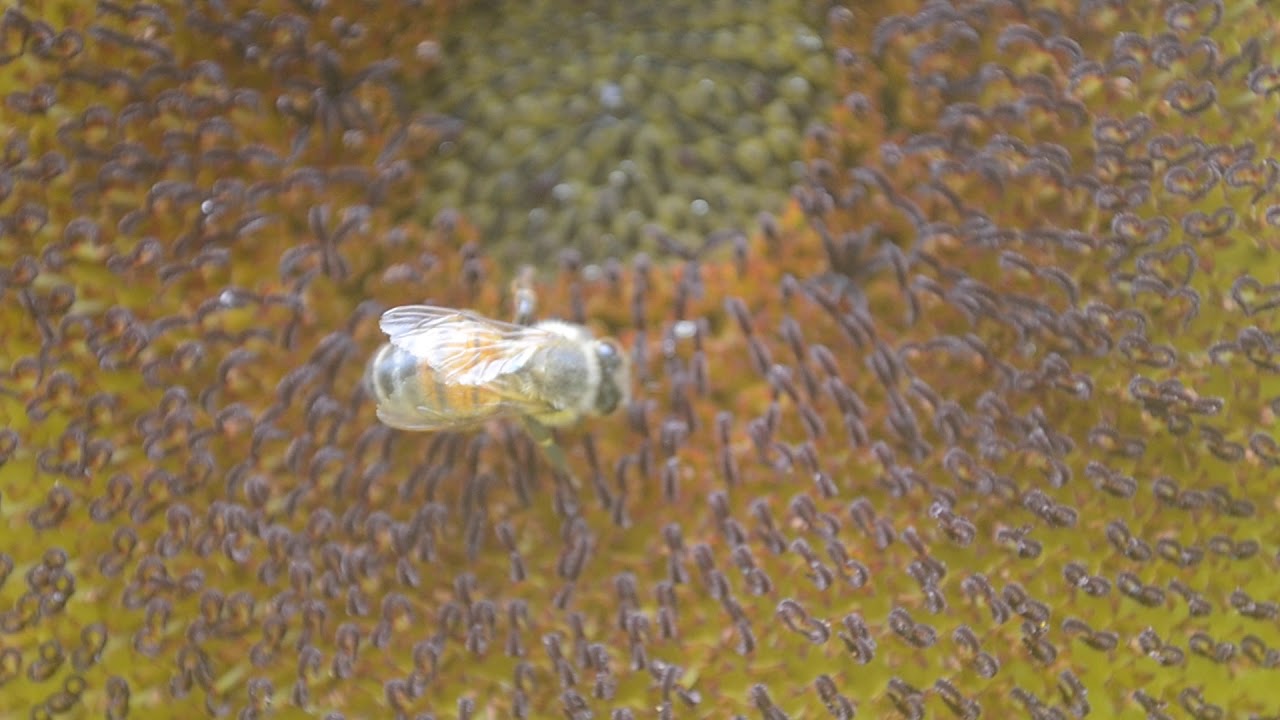 Fiji honey bee on a sunflower - YouTube