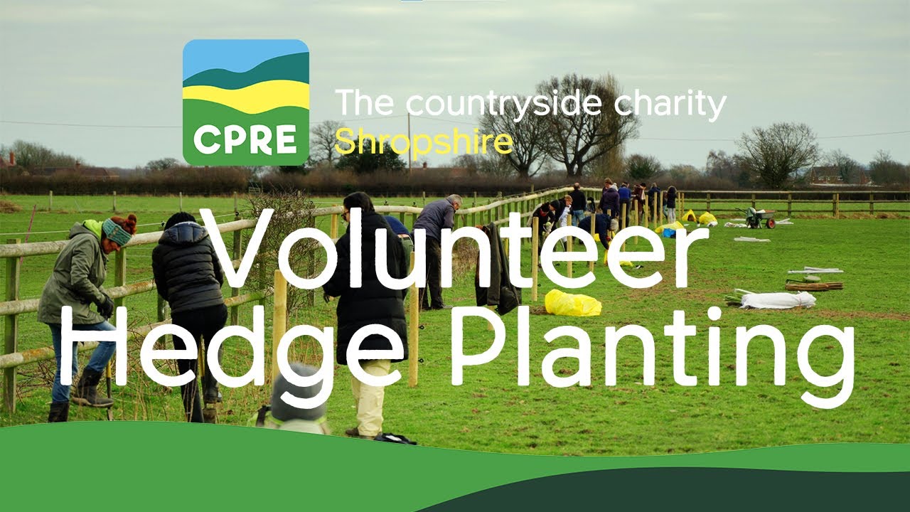CPRE Shropshire - Volunteer Hedge Planting (Hedgerow Heroes) - RFW ...
