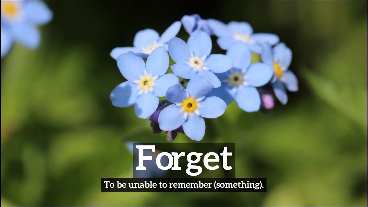 What is Forget? | How Does Forget Look? | How to Say Forget in English ...