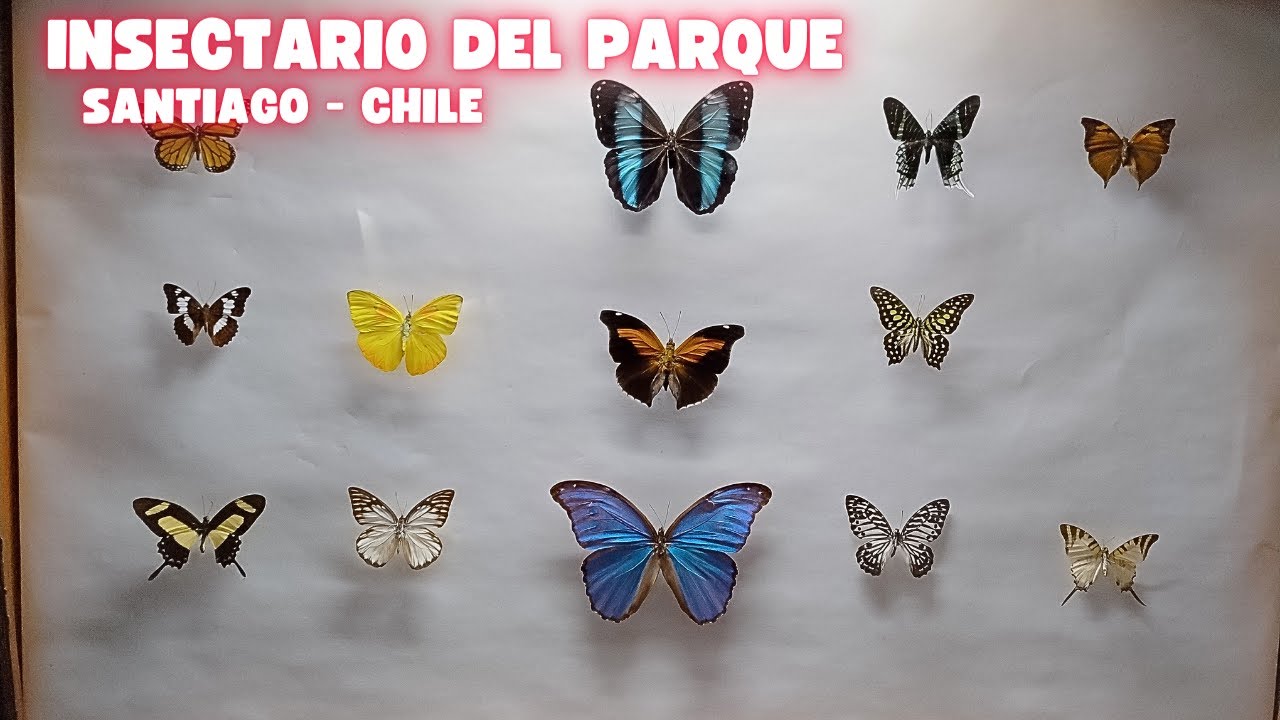 Insectario del Parque de Santiago - YouTube