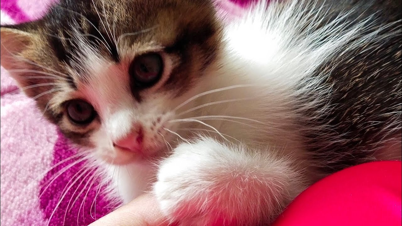 Skodeng Time: Comel Tongek & Cantik Meow-Meow😽 - YouTube