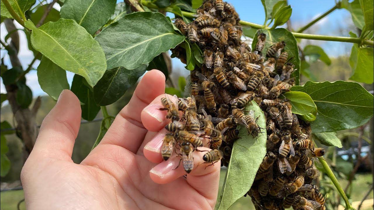 Catching Feelings Honey Bee Swarm YouTube catching-feelings-honey-bee-swarm-youtube