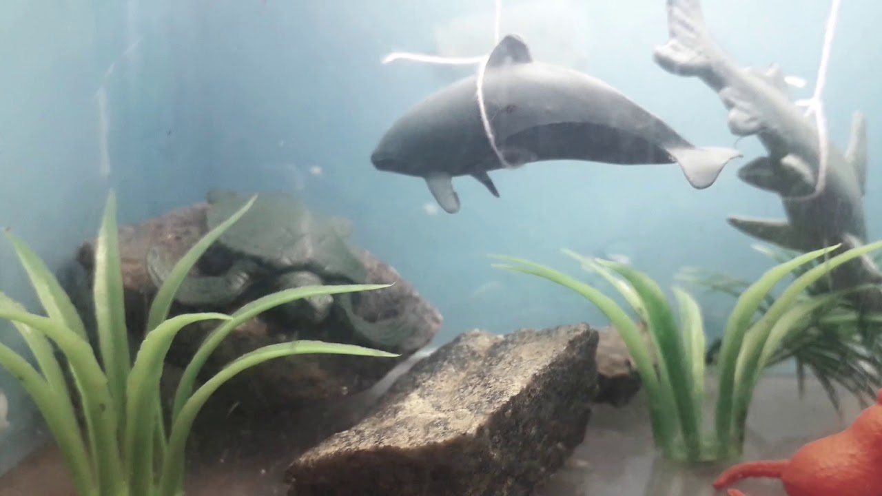 🐟Create a small kids fish tank without water ! 🐟 - YouTube