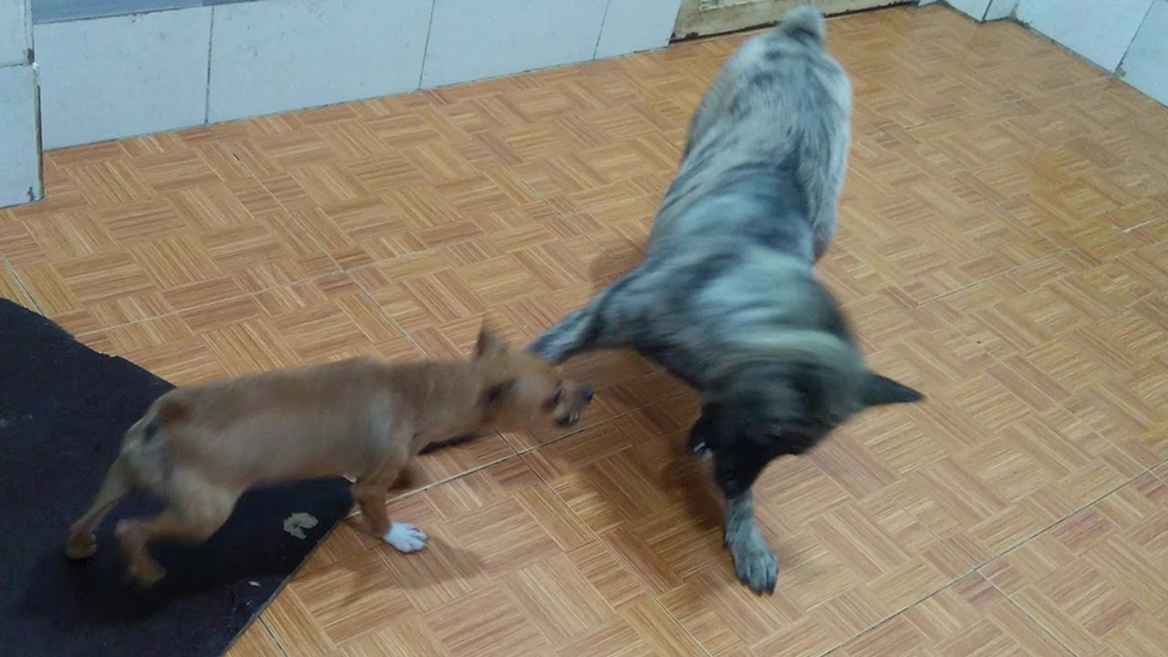 Angry Mother Dog Attacks And Doesn't Let Big Dog Approach - YouTube