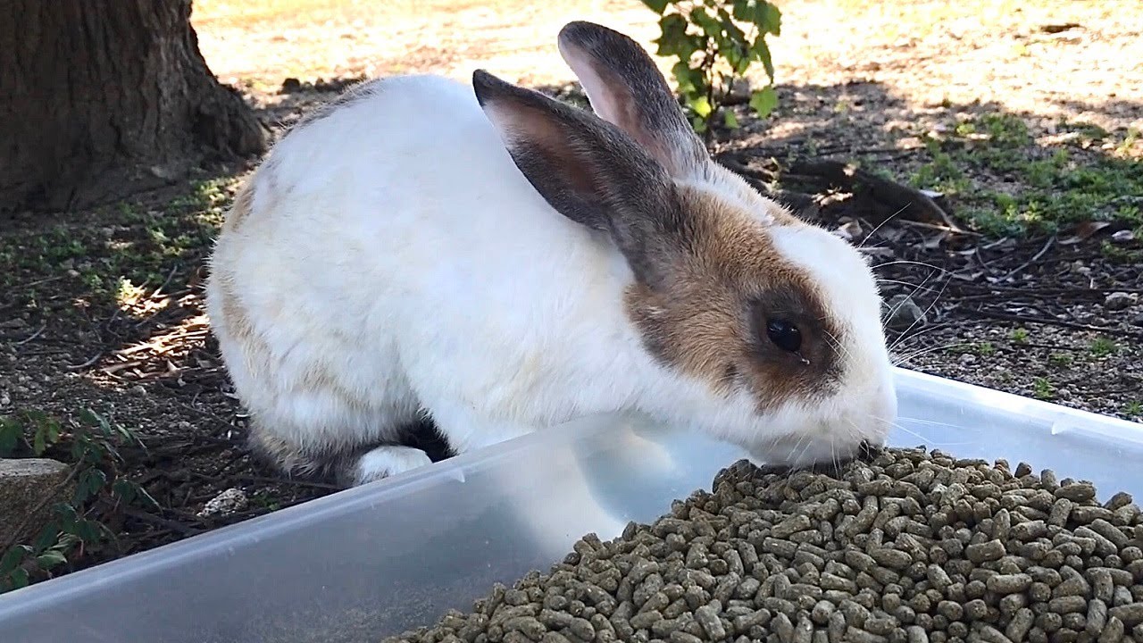 Rabbit with a gentle personality | Rabbit Island Japan - YouTube