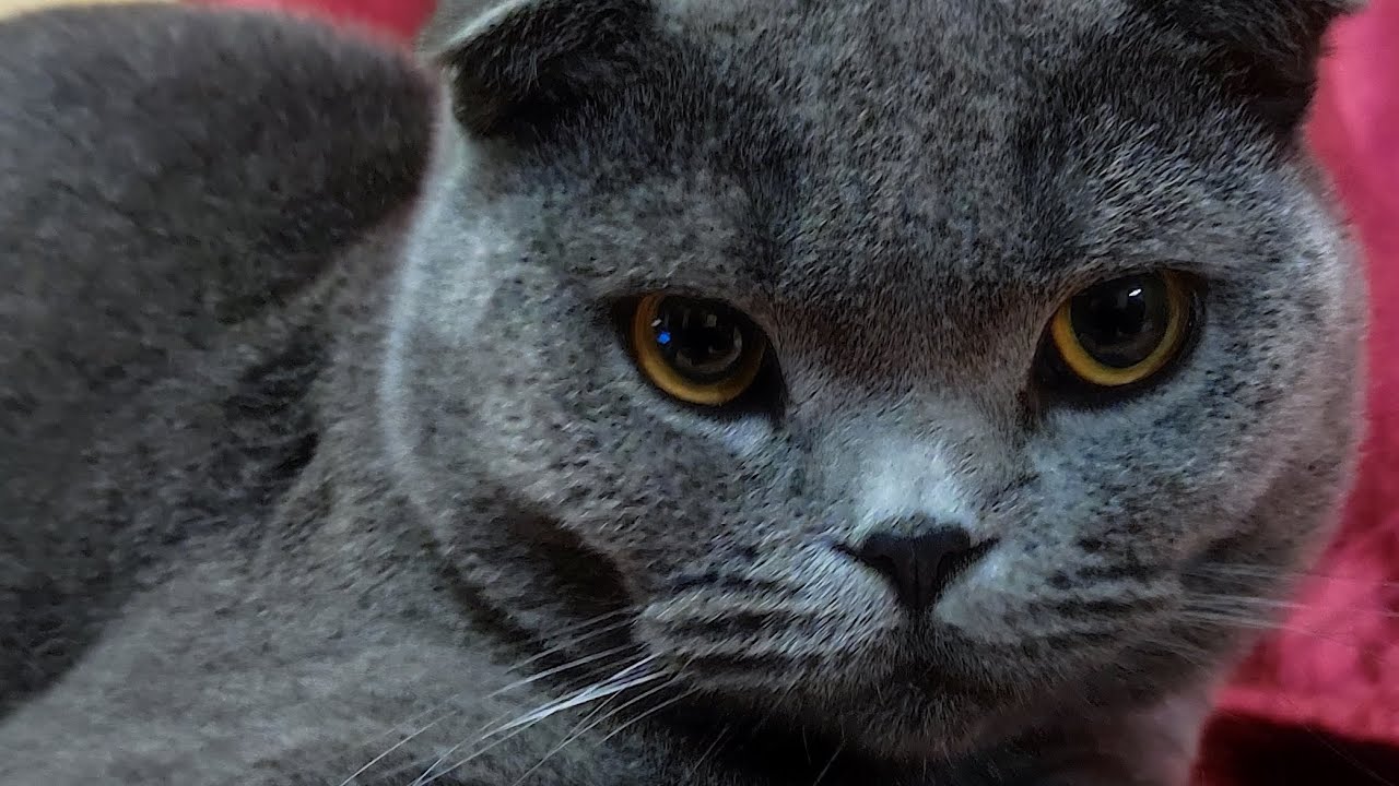 RITCHIE CAT WALKS AROUND HIS PROPERTY AND ENJOYS THE DAY - YouTube