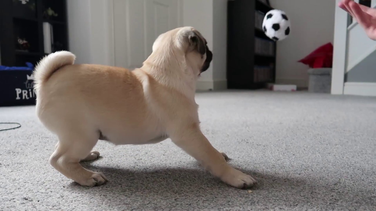 Pug puppy playing fetch - YouTube