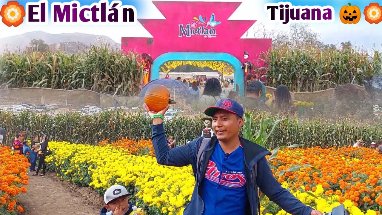 El Mictlán Tijuana | Campo de flores de cempasuchil tijuana - YouTube
