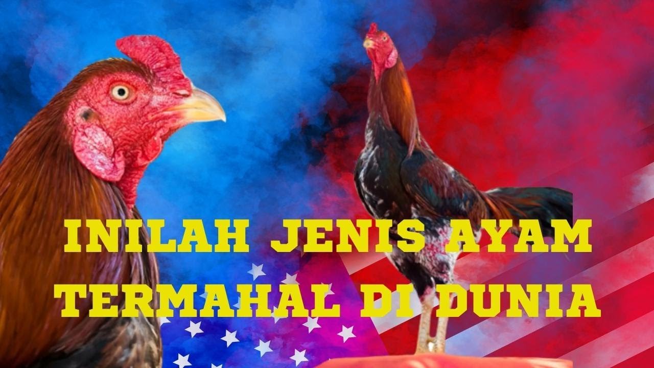 Inilah Jenis Ayam Hobi Termahal di Thailand Bahkan Di Dunia - YouTube