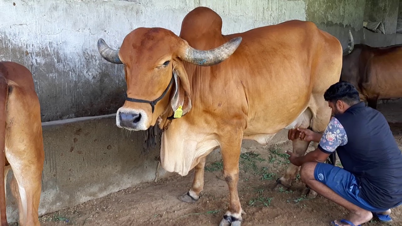 Gir cow aravali dairy farm 9414745465 - YouTube