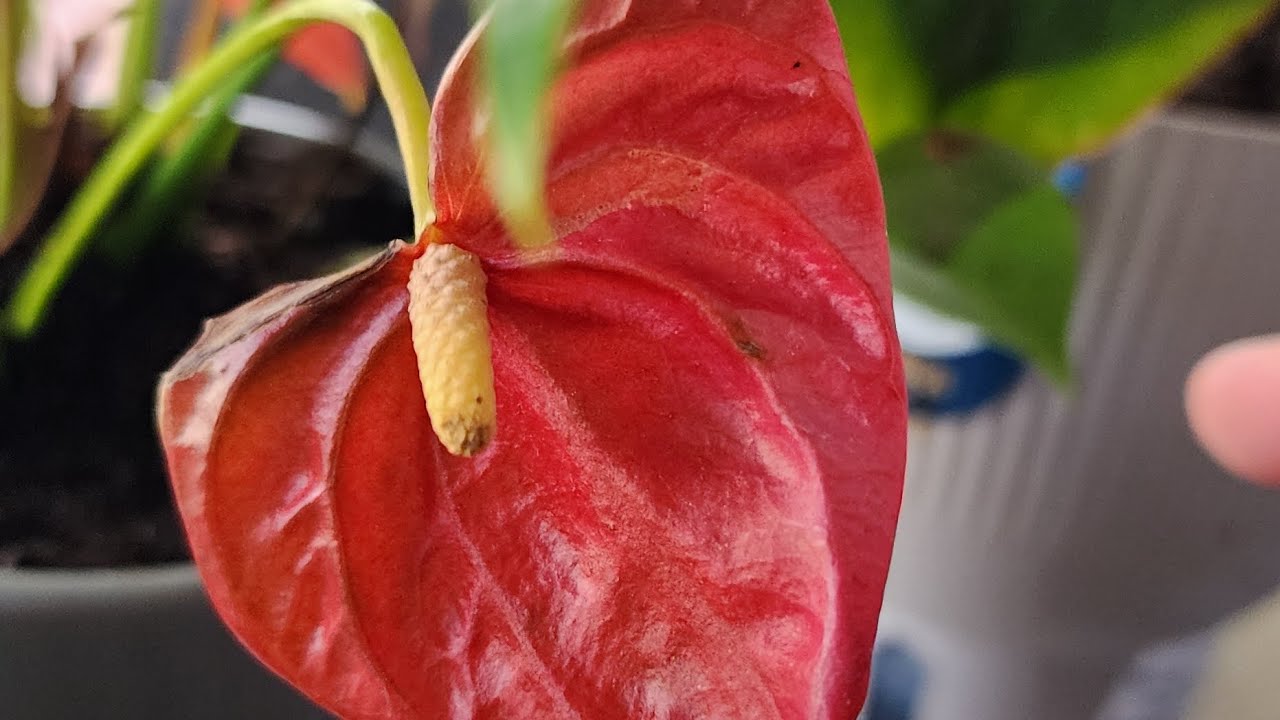 Root rot is a fungal problem that can affect anthurium plants and cause ...