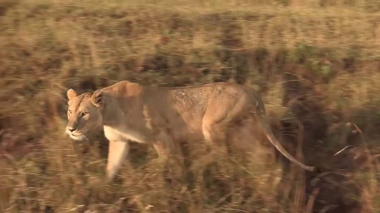 lion takes down a wildebeest and starts eating the testis first - YouTube