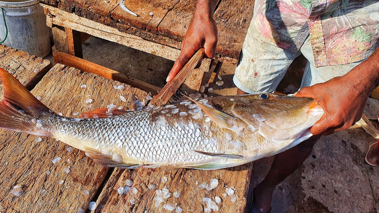 Amazing 😱 Huge Snapper Fish Cutting | Super Fresh Fish Cutting Skills ...