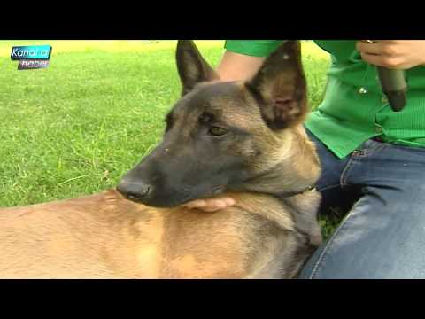 Akıllı Köpekler | K-9 | Polis Köpekleri
