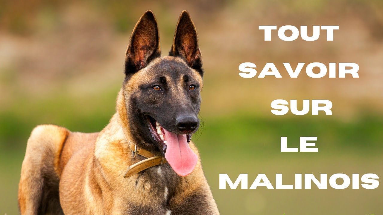 Tout savoir sur le malinois - YouTube