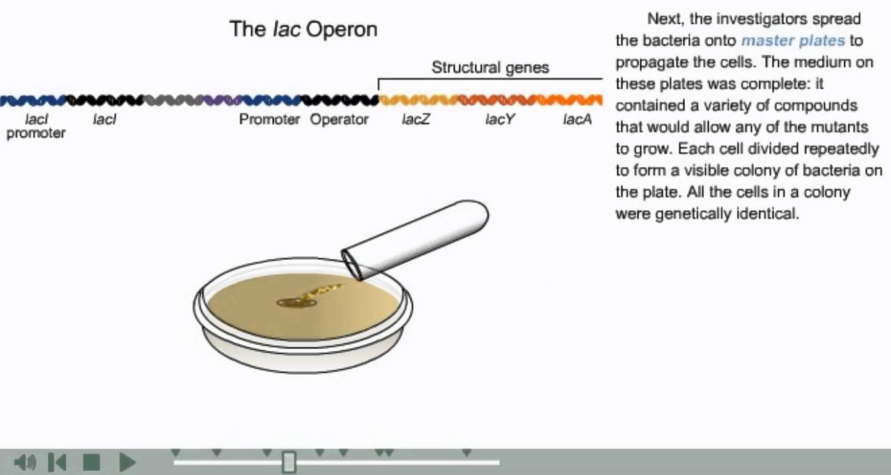 Operon animation | Prokaryotic gene regulation animation - YouTube