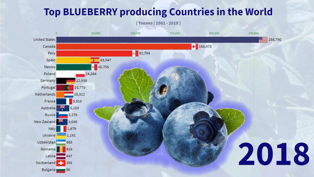 Top BLUEBERRY producing Countries (Production, Exports, Imports) - YouTube