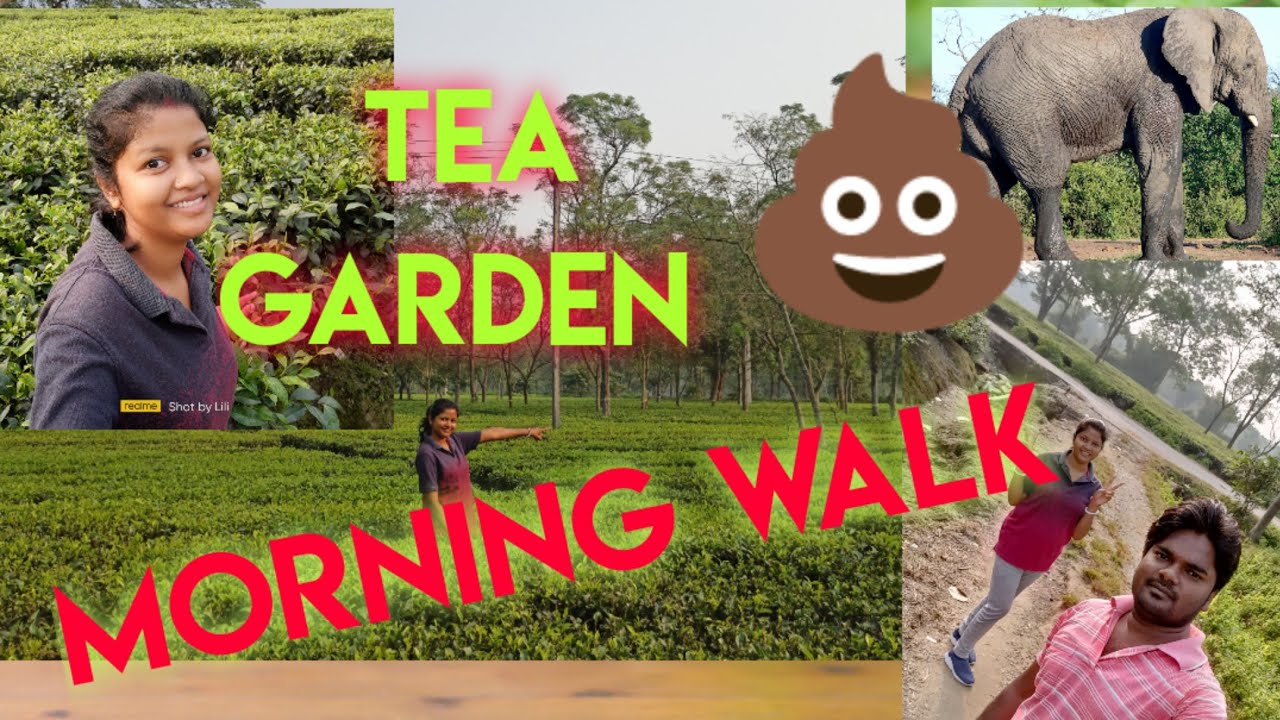 Morning walk in Tea garden.... Elephant poop 💩💩 - YouTube