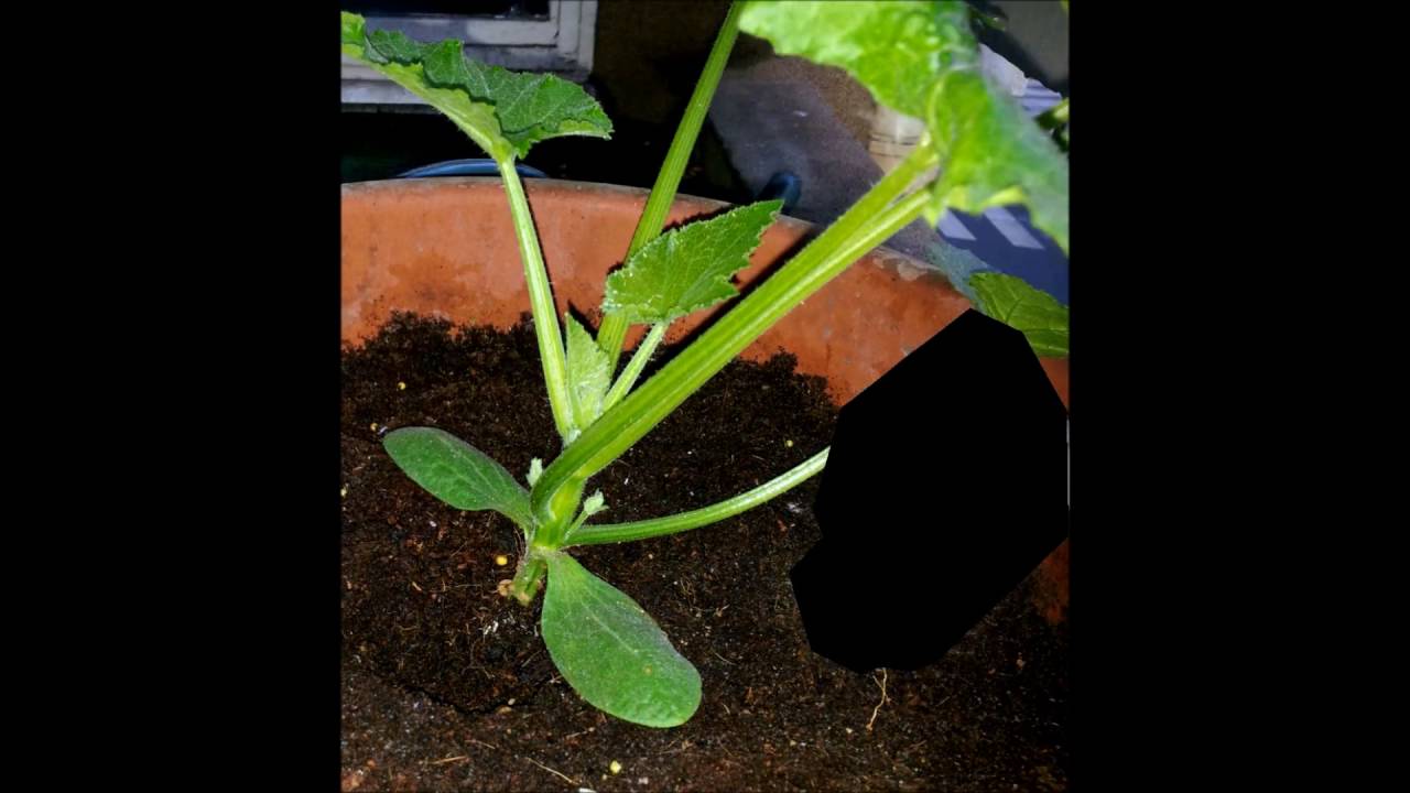 zucchini / courgette time-lapse 0001 - YouTube