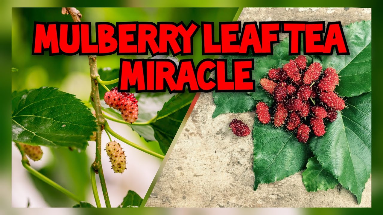ANTIPYRETIC DRUGS (MIRACLE LEAF TEA MIRACLE...) - YouTube