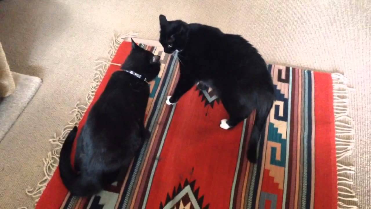 Professional Cat Wrestling - YouTube