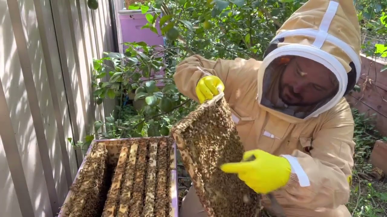 E2 Preventing a swarm - Australian beekeeping for beginners - YouTube