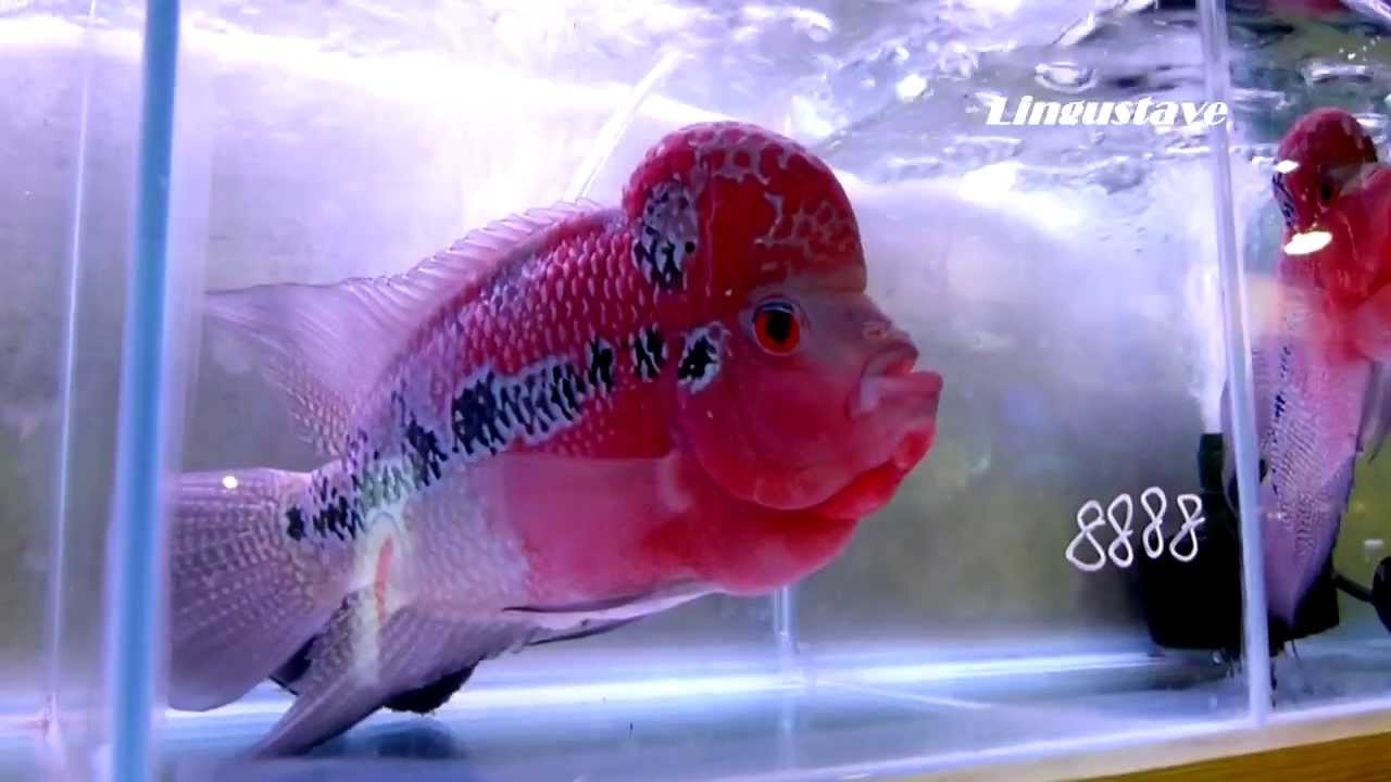 Exotic fish in Taiwan 台灣罕見的魚 - YouTube