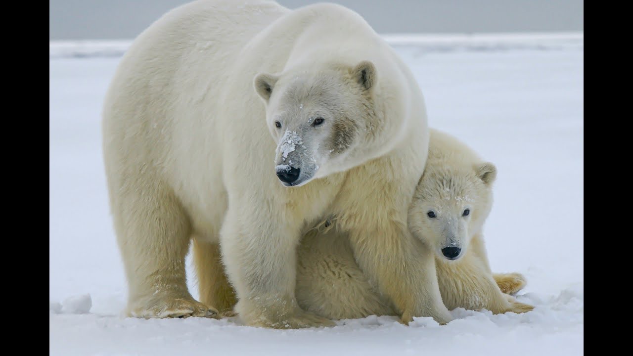 "Arctic Giants: The Fascinating World of Polar Bears" #why Polar Bears ...